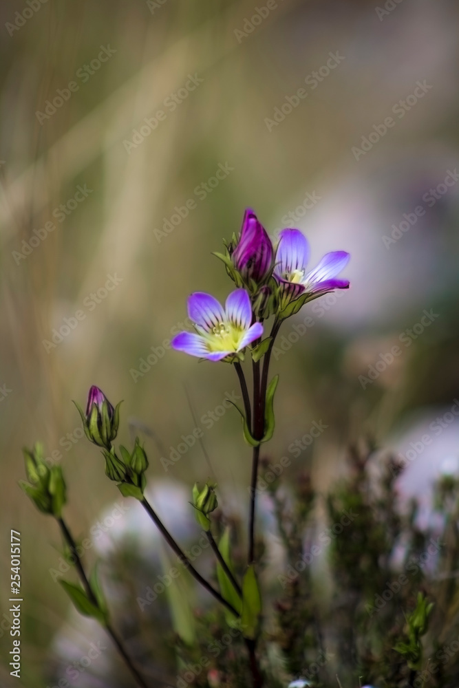rosas y flores de los andes Huancavelica Perú foto de Stock | Adobe Stock