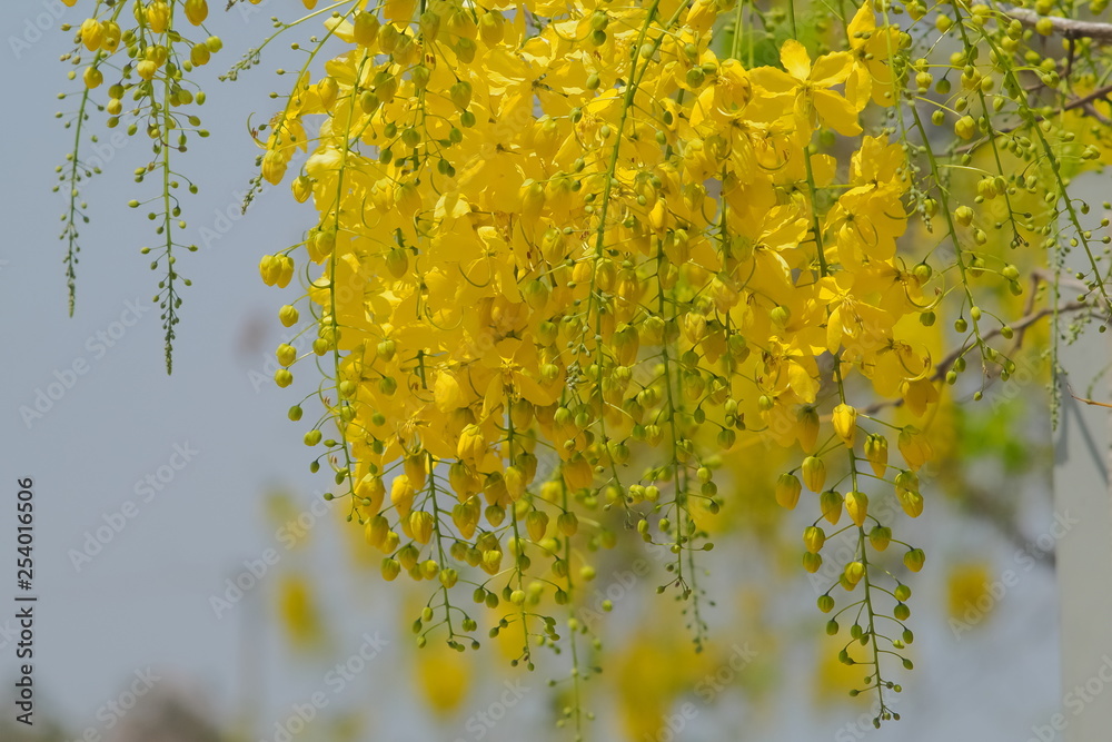 Beautiful Cassia fistula (Golden shower tree) blossom blooming on tree with nature blurred ...