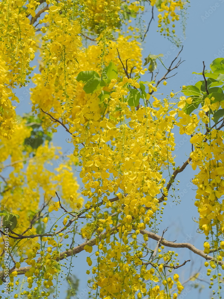 Beautiful Cassia fistula (Golden shower tree) blossom blooming on tree with nature blurred ...