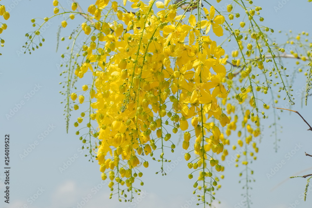 Beautiful Cassia fistula (Golden shower tree) blossom blooming on tree ...