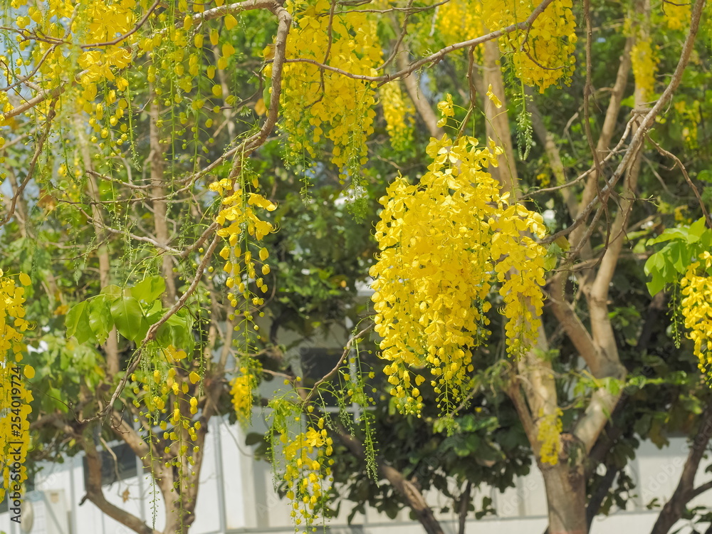 Beautiful Cassia fistula (Golden shower tree) blossom blooming on tree ...