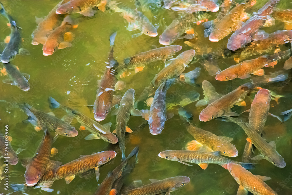 trout fishing background. fish swimming in almost transparent water of ...