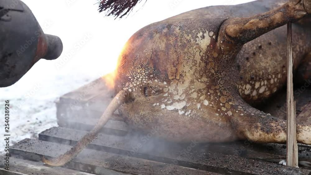 A blowtorch burning a pig's tail whilst somebody is brushing off the ...