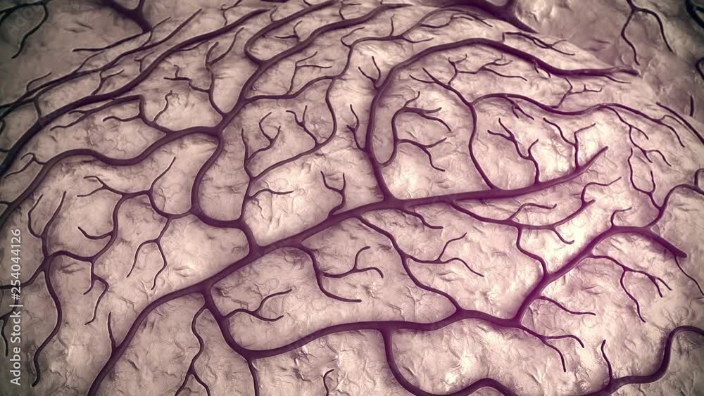 Brain Model, brain, brain surfase, insult, circulatory system, disease ...
