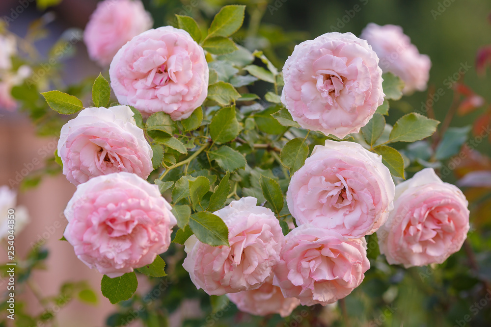 Flowers of pink roses on the bush as a bouquet. Cream-pink rose Pierre ...