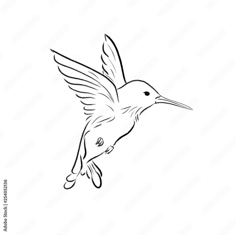 flying colibri sketch one line draw vector illustration Stock Vector ...