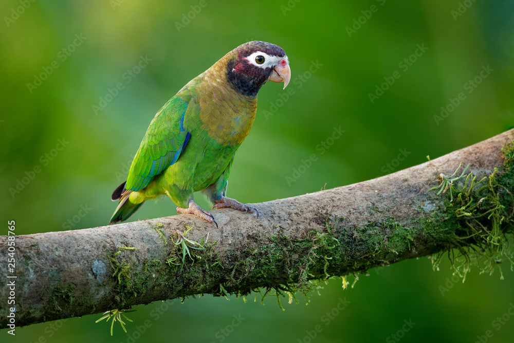 Small Green Parrot Species
