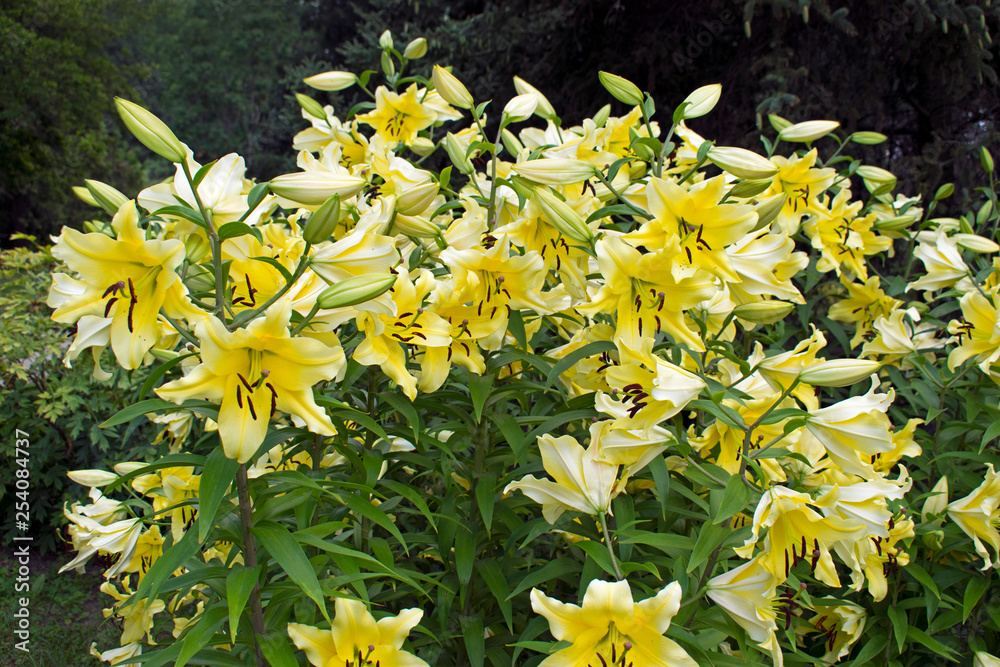 A bush of yellow lilies with an enchanting scent, a lot of yellow lily ...