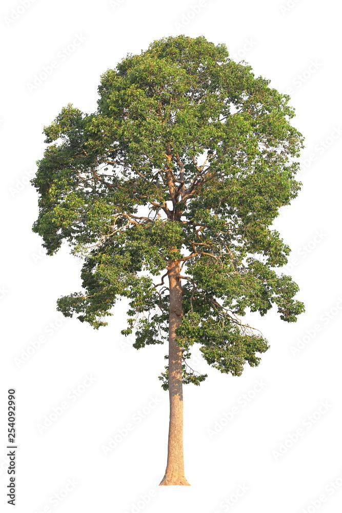 Mature big Dipterocarpaceae tropical tree isolated on white background ...
