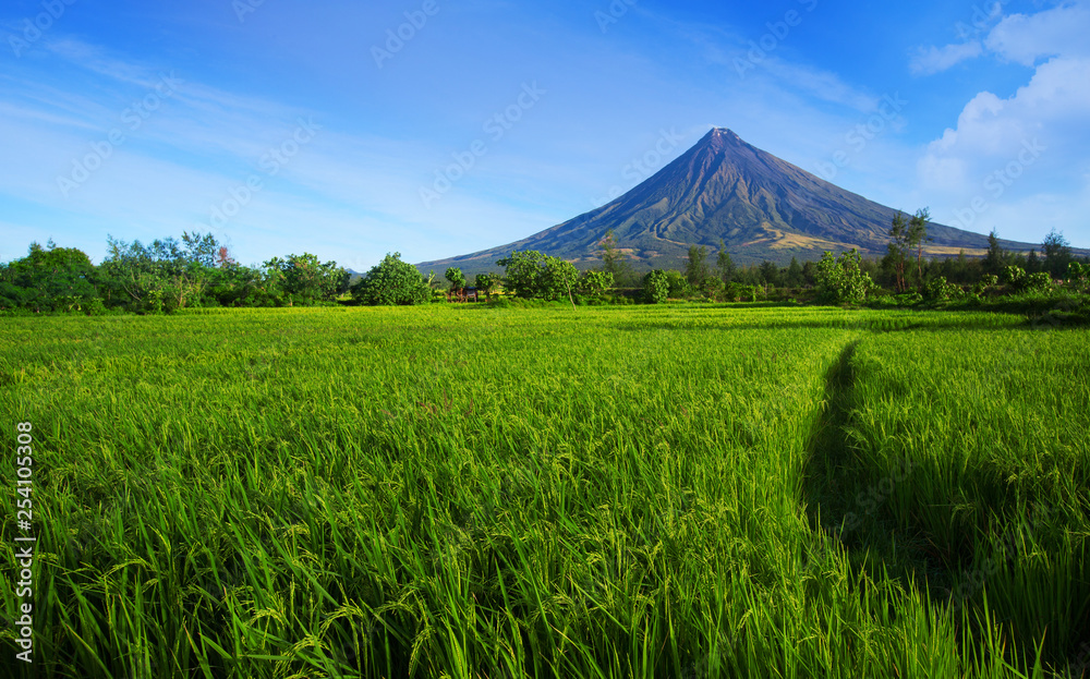 Mayon volcano near green rice fields,Philippines Stock Photo | Adobe Stock