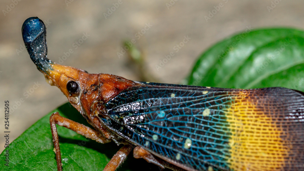 closeup of lantern bug (Pyrops sp), called by native tribe of Borneo ...