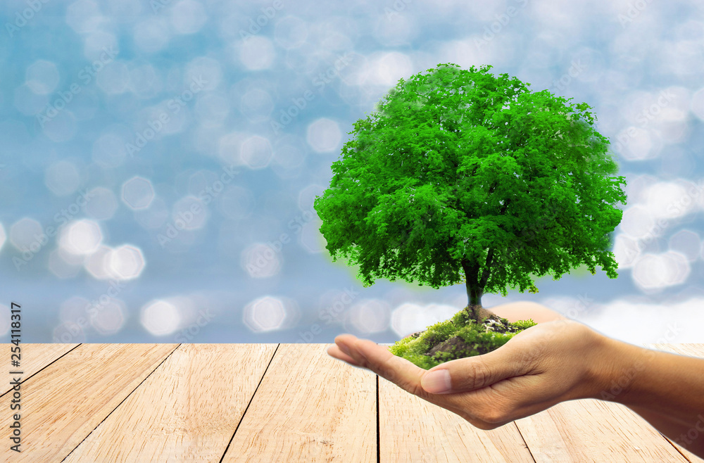 Human hands holding green plant over blue sky with wooden background ...
