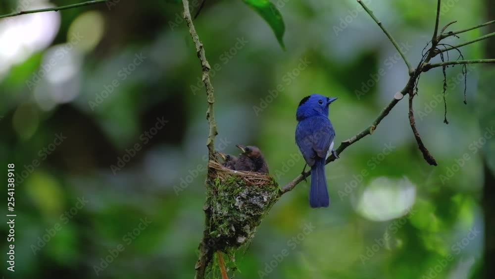 Family of Black-naped Monarch (Blue flycatcher), the beautiful blue ...