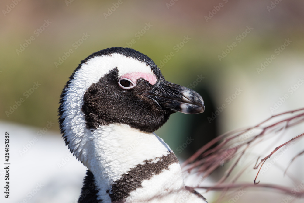 African Penguins at Stony Point Nature Reserve in Bettys Bay, close to ...