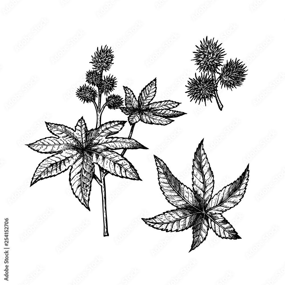 Hand drawn set of castor. Vintage vector sketch Stock Vector | Adobe Stock