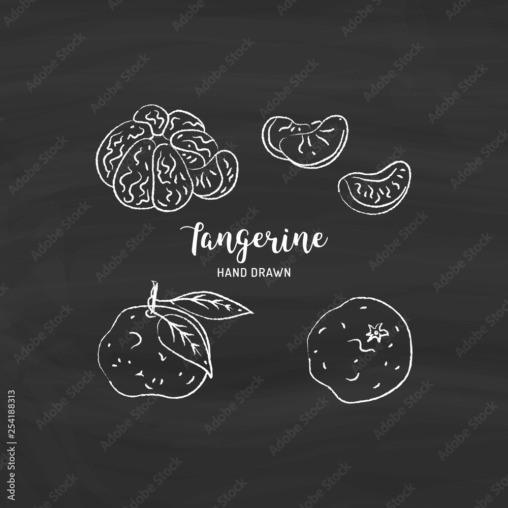 Tangerine fruit drawing Vector hand drawn mandarin. Sketch of ...
