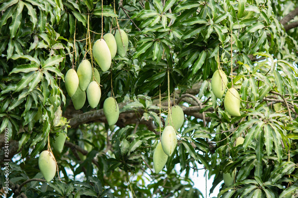 Green Mango Tree