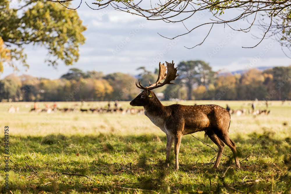 Red Stag Ireland