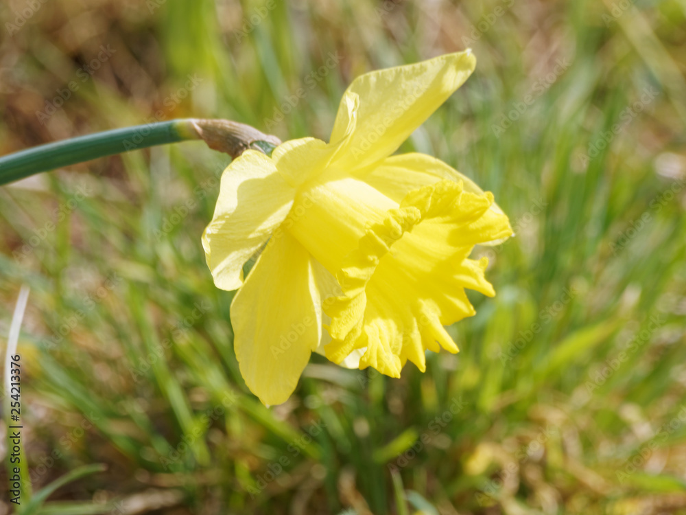 Gros plan sur une fleur de narcisse ou jonquille jaune (Narcissus pseudonarcissus) Stock Photo ...
