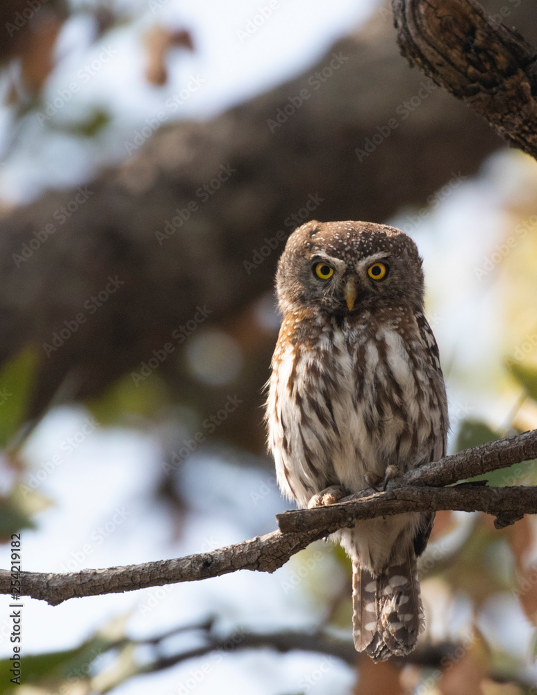 Pearl spotted owl Stock Photo | Adobe Stock