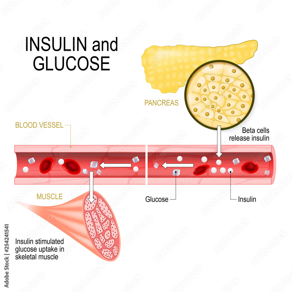 insulin (in pancreas) and glucose (in muscle) Stock Vector | Adobe Stock