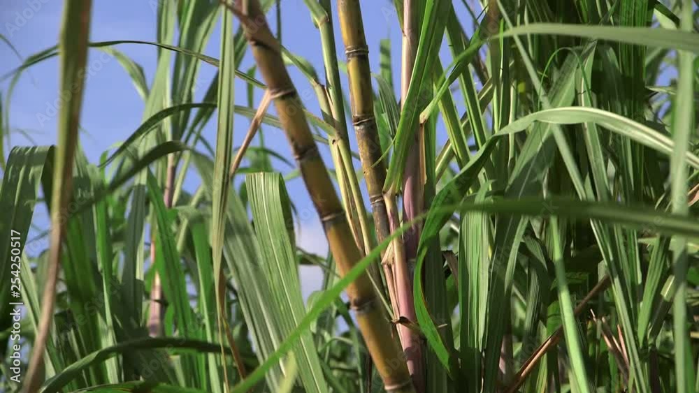 Sugar Cane moving in the wind, Medium Shot vídeo do Stock | Adobe Stock