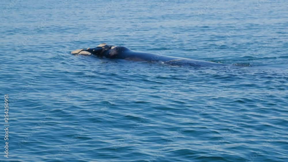 Video Stock Big southern right whale floating calmly at surface of the ...