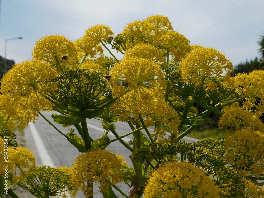 Flowers of a giant fennel or ferula communis, wild plant, and honey ...