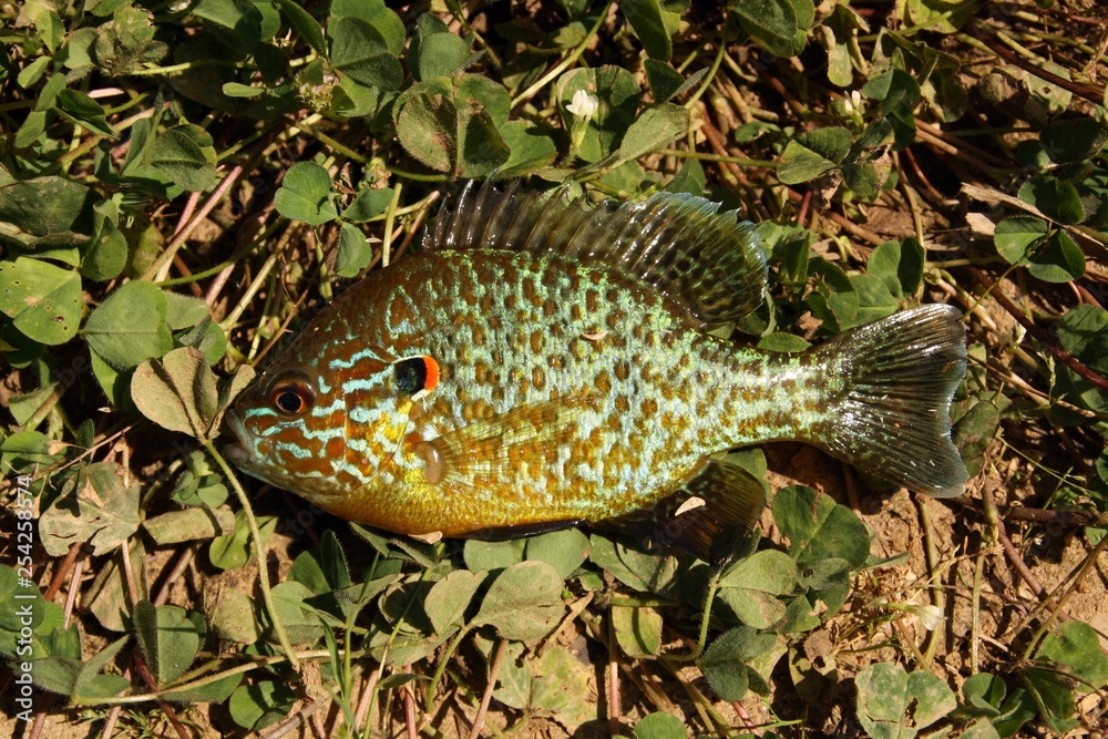 Percasol (Lepomis gibbosus) o sunfish, pez de la familia Centrarchidae ...