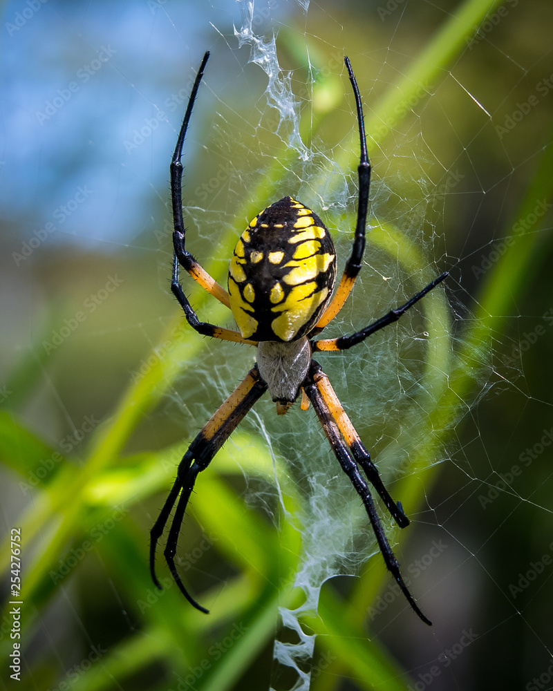 The spider species Argiope aurantia is commonly known as the yellow ...