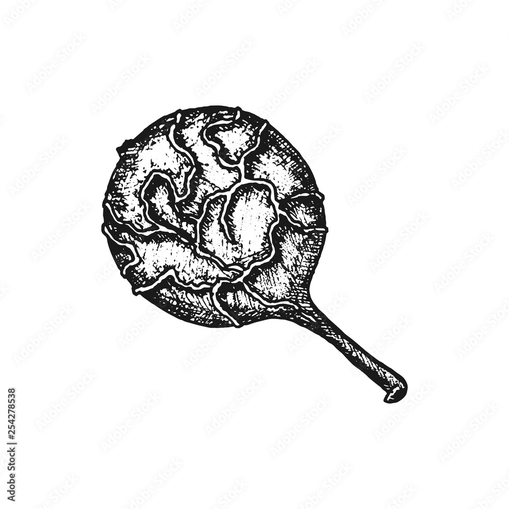 Cubeb pepper. Hand-drawn sketch of the fruit of dry pepper kubeba with ...