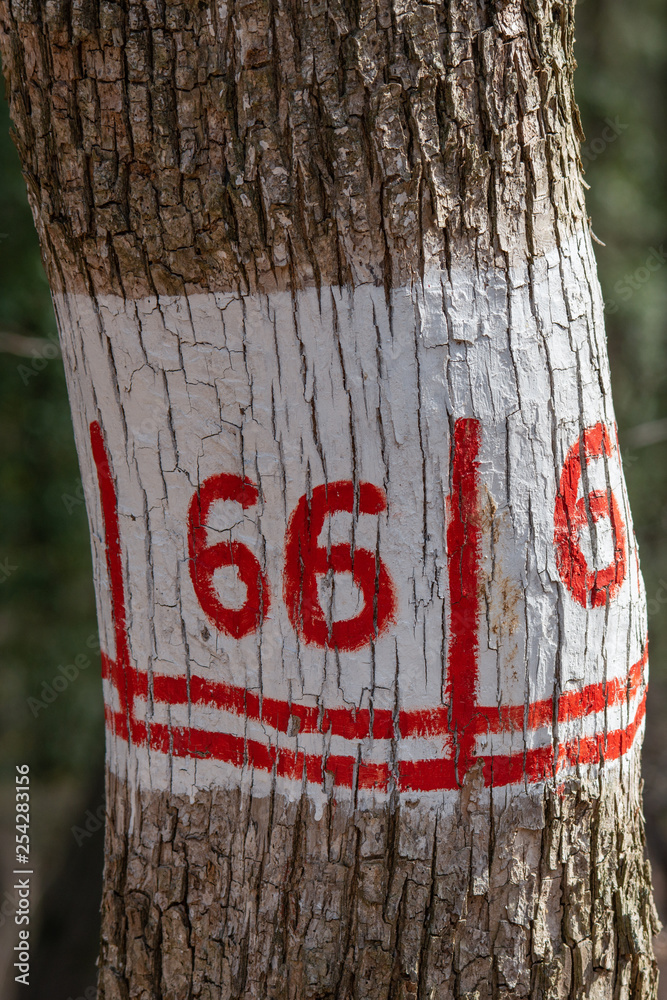 Hiking marking on a tree in the woods. The Devil number 666. Stock ...