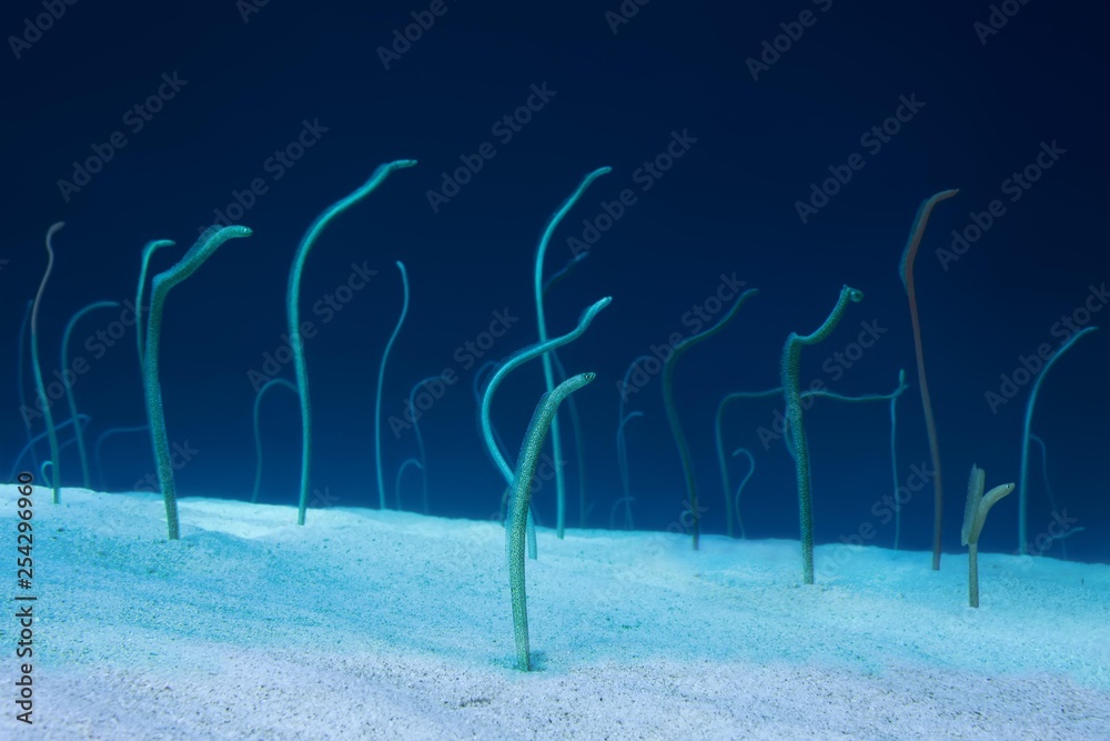 Group of Red Sea garden eels (Gorgasia sillneri), feed on plankton ...