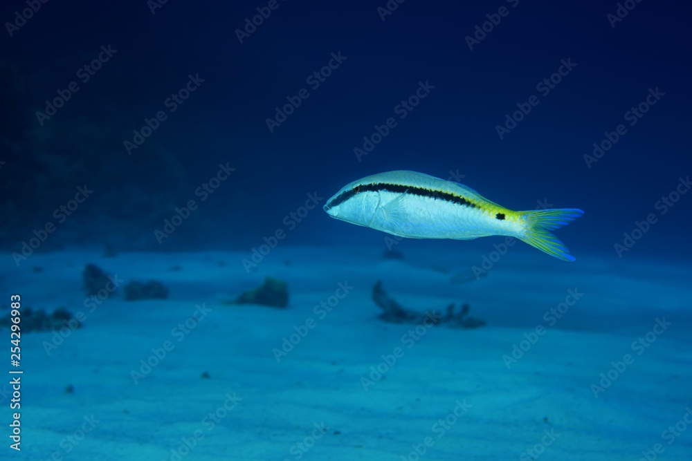 Red Sea Goatfish (Parupeneus forsskali) swims over a sandy bottom, Red ...