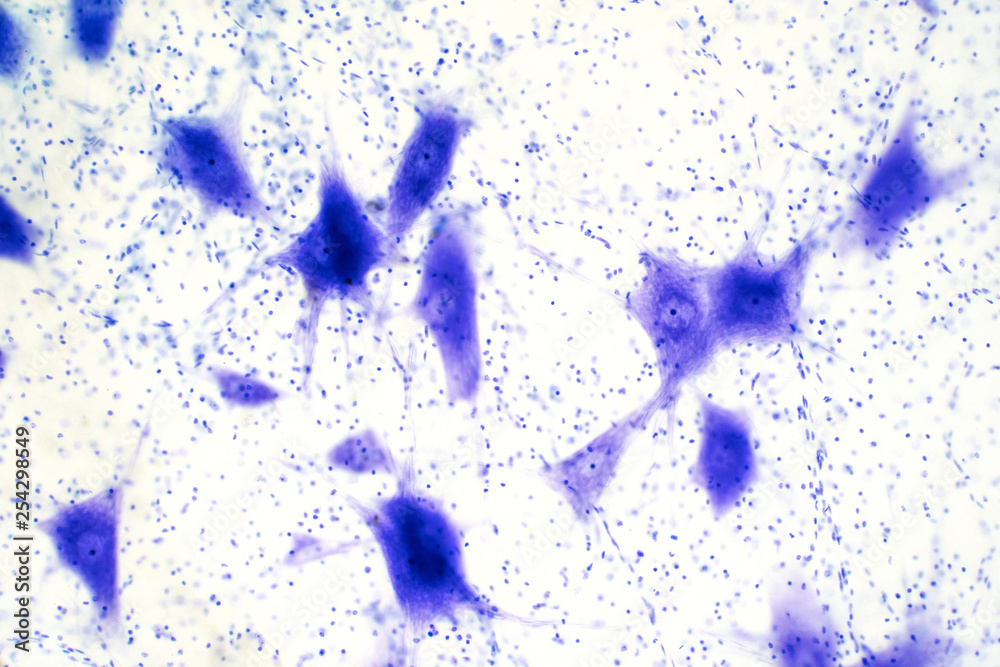 Neurons Under Microscope