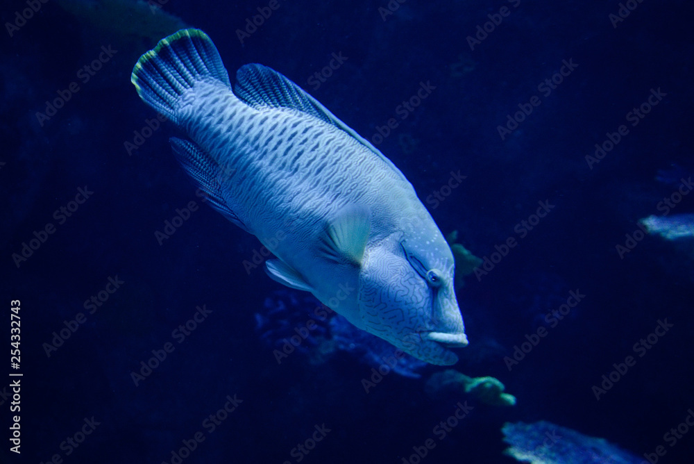 Humphead maori wrasse fish / Napoleon fish swimming marine life ...