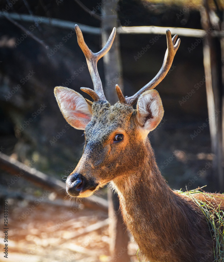 Barasingha Deer