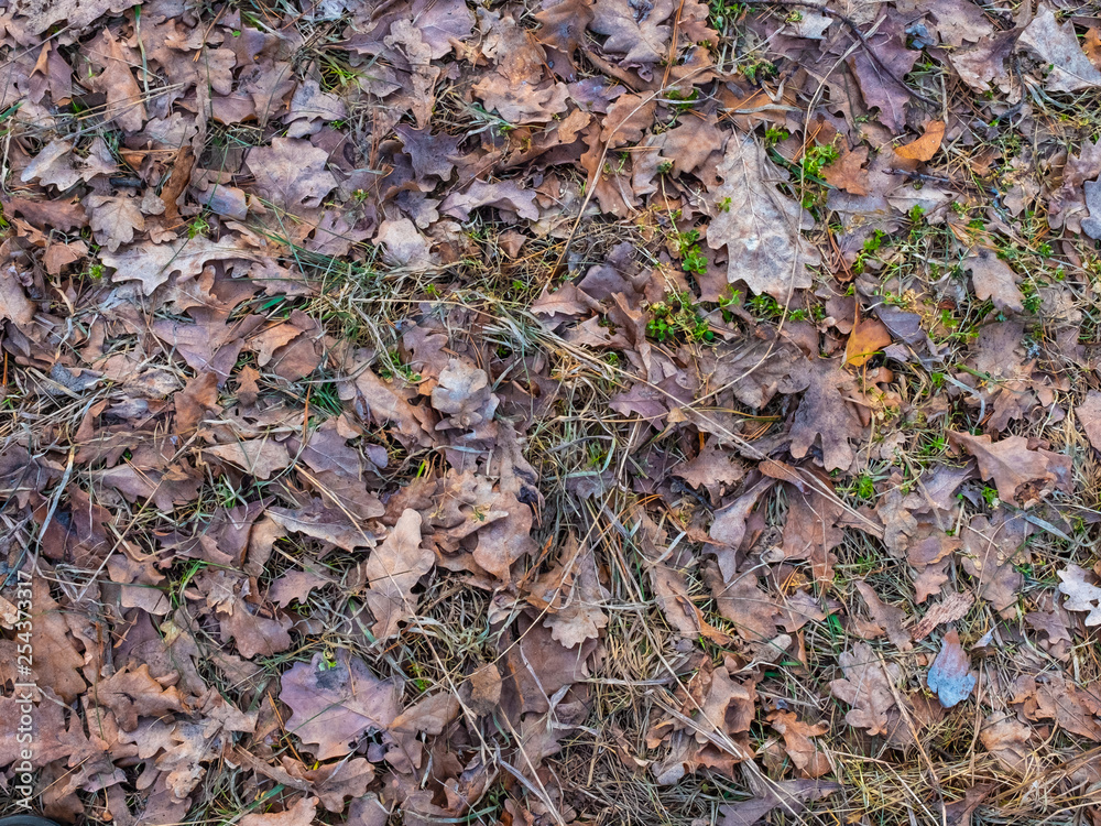 Colorful autumn fallen leaves on brown forest soil background texture ...