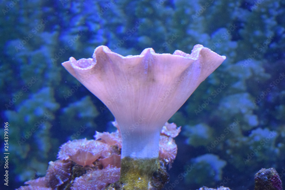 Corals are marine invertebrates within the class Anthozoa of the phylum ...