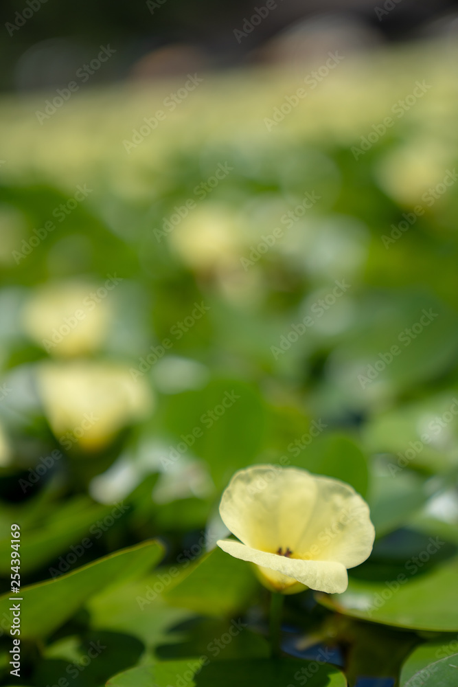 Yellow water poppy (Hydrocleys nymphoides) is a perennial aquatic water ...
