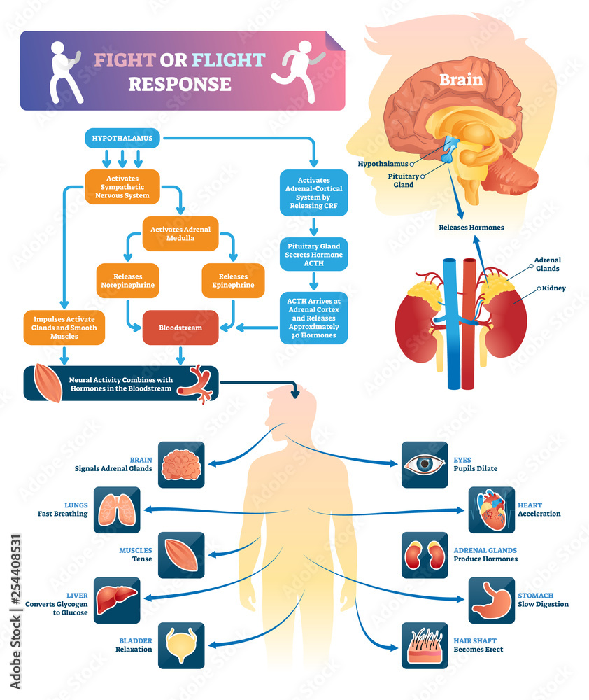 Fight or flight response vector illustration. Labeled organ response ... Fight or flight response vector illustration. Labeled organ response ...