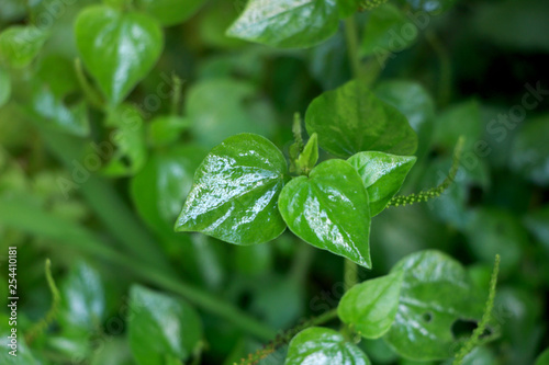 Pansit Pansitan Plant