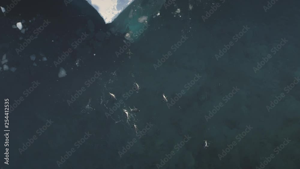 Antarctica Gentoo Penguin Underwater Top Down Aerial View. Majestic ...