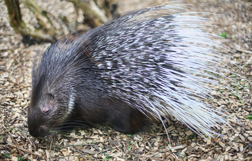 Foto de Close up of cape porcupine or South African porcupine. Hystrix ...