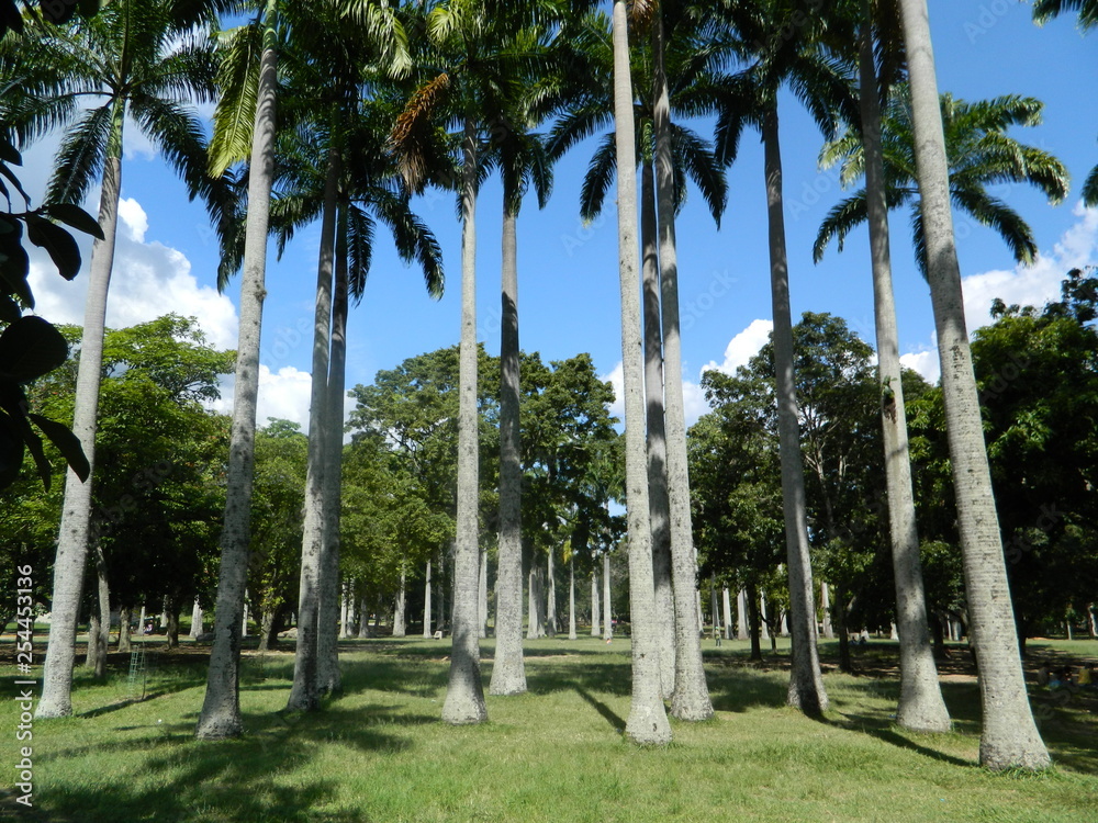 Venezuelan Trees