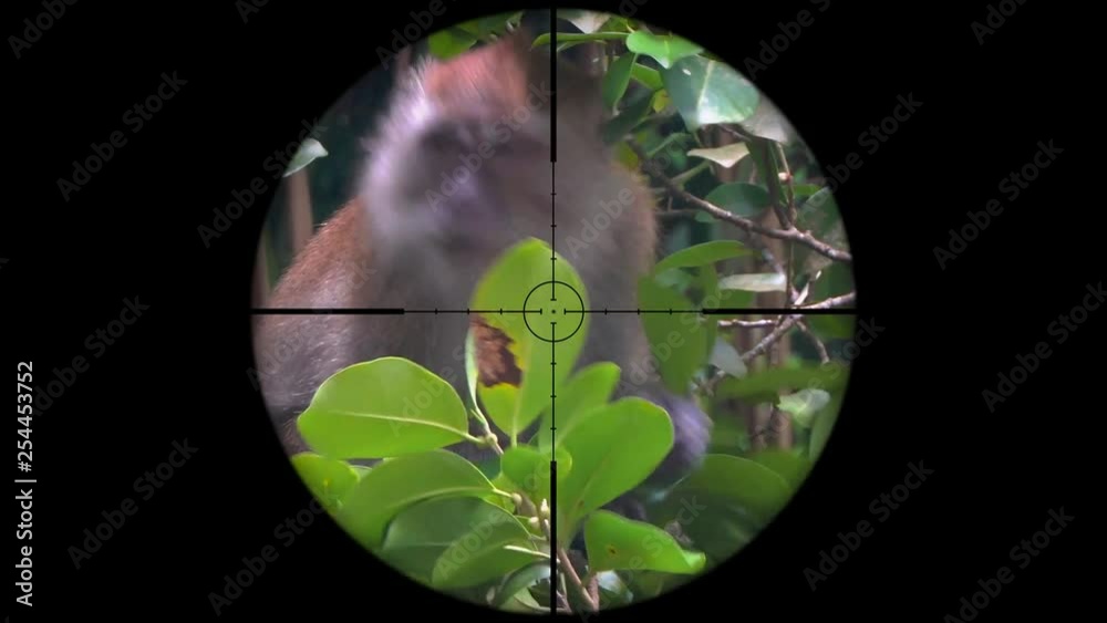 Crab-Eating Macaque (Macaca fascicularis), also known as the Long ...