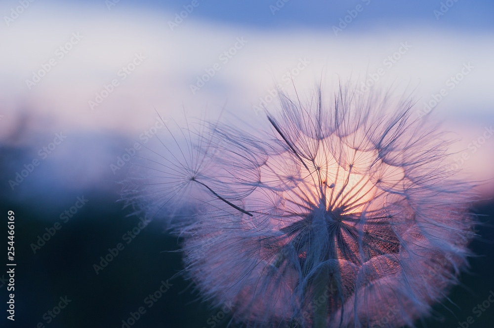 Dandelion Wish Wallpaper