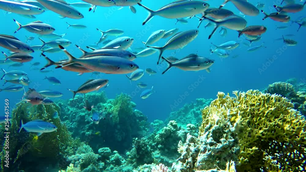 Tropical fish and coral reefs. A warm sea. Diving. Stock Video | Adobe ...