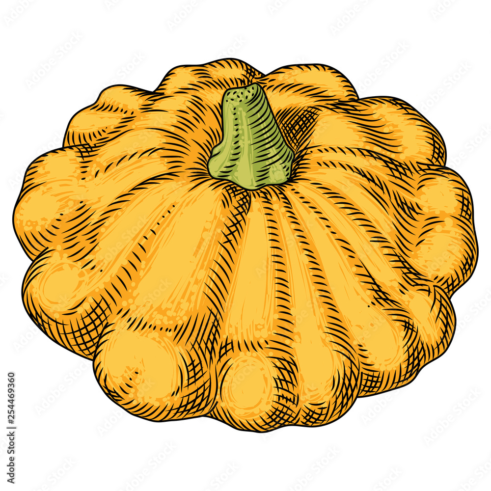 Yellow squash on white background. Detailed drawing by hand. Stock ...