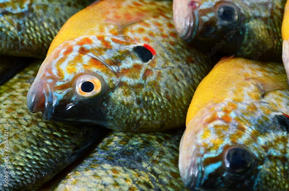 Flier fish. Centrarchus macropterus. Lepomis gibbosus. Stock Photo ...